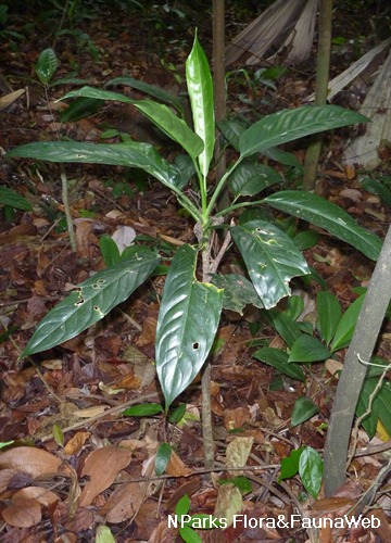Aglaonema Simplex