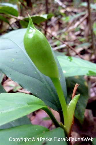 NParks | Aglaonema simplex