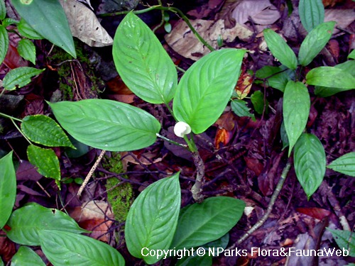 NParks | Aglaonema simplex