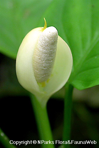 NParks | Aglaonema simplex