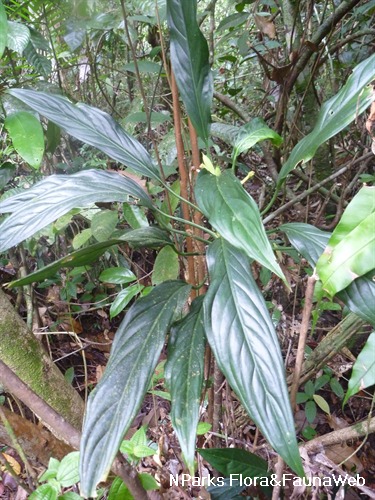 NParks | Aglaonema simplex