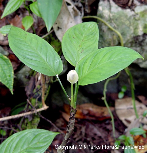 NParks | Aglaonema simplex