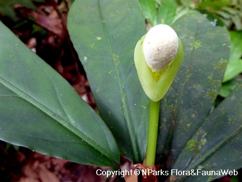 NParks | Aglaonema simplex