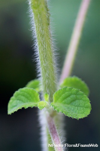 NParks | Hyptis suaveolens