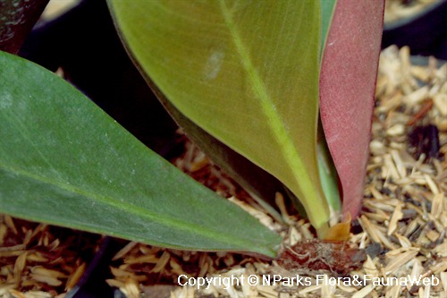 NParks | Philodendron linnaei