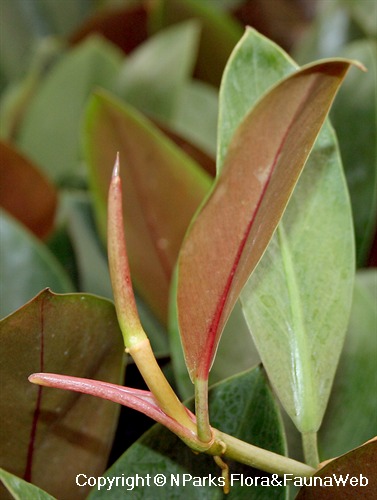 NParks | Philodendron linnaei