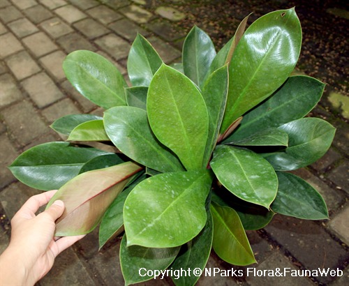 NParks | Philodendron linnaei