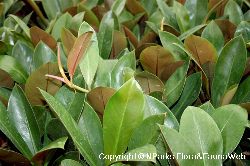 NParks | Philodendron linnaei