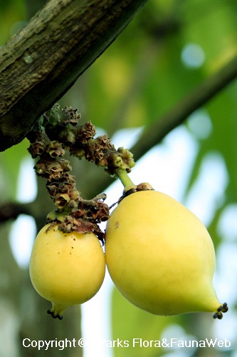 NParks | Garcinia (yellow fruits, droopy leaves)