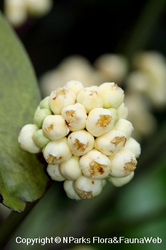 NParks | Garcinia (yellow fruits, droopy leaves)