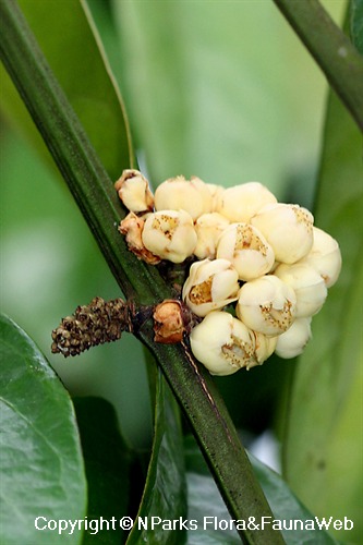 NParks | Garcinia (yellow fruits, droopy leaves)