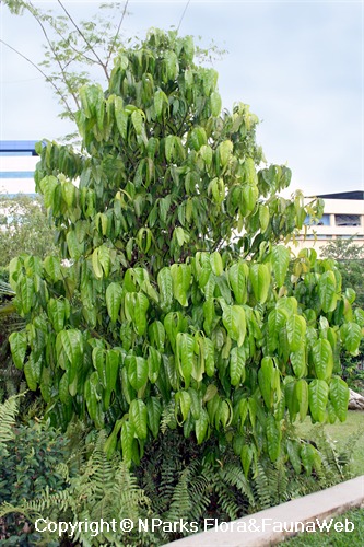 NParks | Garcinia (yellow fruits, droopy leaves)