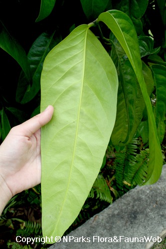 NParks | Garcinia (yellow fruits, droopy leaves)