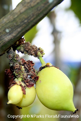 NParks | Garcinia (yellow fruits, droopy leaves)