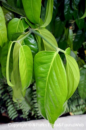 NParks | Garcinia (yellow fruits, droopy leaves)