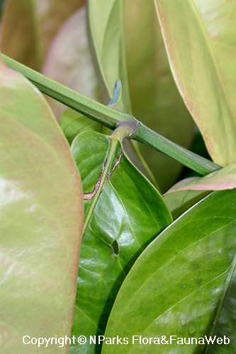 NParks | Garcinia (yellow fruits, droopy leaves)