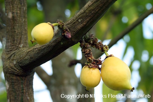 NParks | Garcinia (yellow fruits, droopy leaves)