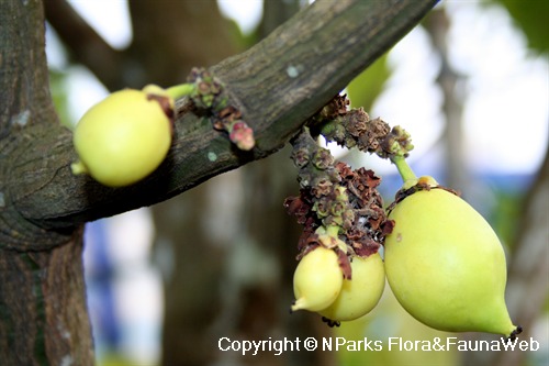 NParks | Garcinia (yellow fruits, droopy leaves)