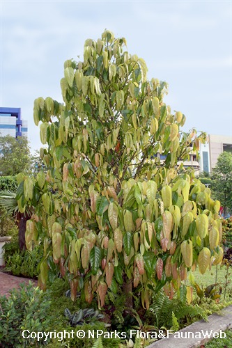 NParks | Garcinia subelliptica