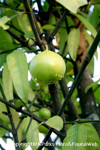 NParks | Garcinia (yellow fruits, droopy leaves)
