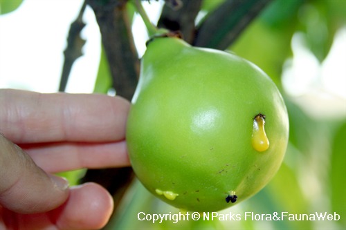 NParks | Garcinia (yellow fruits, droopy leaves)
