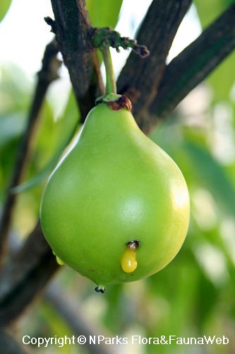 NParks | Garcinia (yellow fruits, droopy leaves)