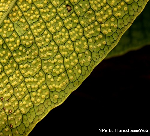 NParks | Microsorum musifolium 'Crocodyllus'
