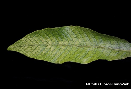 NParks | Microsorum musifolium 'Crocodyllus'