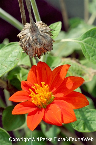 NParks | Tithonia rotundifolia