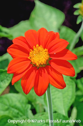 NParks | Tithonia rotundifolia