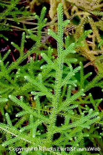 NParks | Strelitzia nicolai