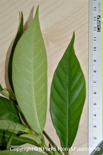 NParks | Neonauclea pallida subsp pallida