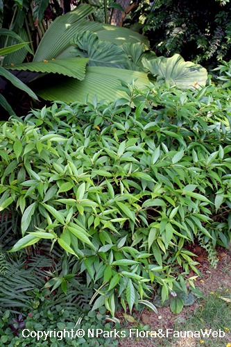 NParks | Neonauclea pallida subsp pallida