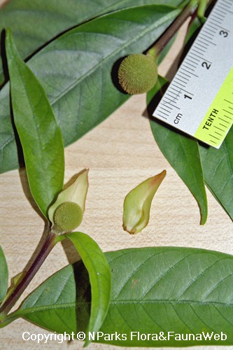 NParks | Neonauclea pallida subsp pallida