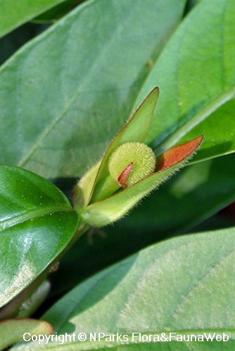 NParks | Neonauclea pallida subsp pallida