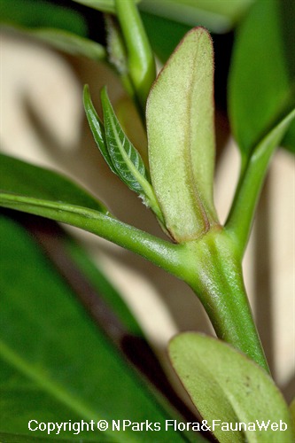 NParks | Neonauclea pallida subsp pallida