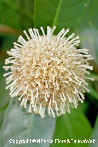 NParks | Neonauclea pallida subsp pallida