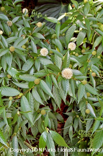 NParks | Neonauclea pallida subsp pallida