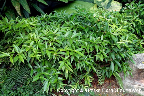 NParks | Neonauclea pallida subsp pallida