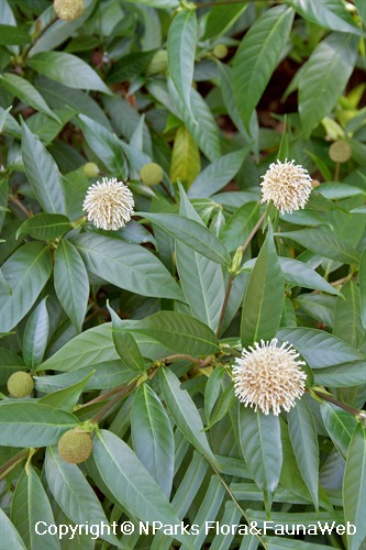 NParks | Neonauclea pallida subsp pallida