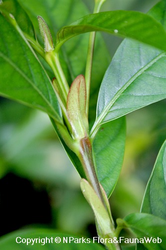 NParks | Neonauclea pallida subsp pallida