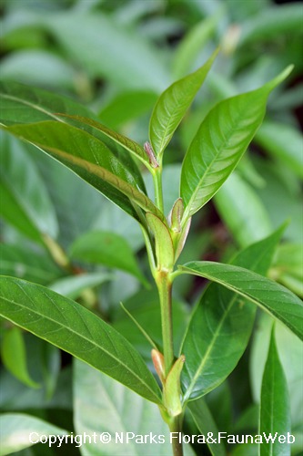 NParks | Neonauclea pallida subsp pallida