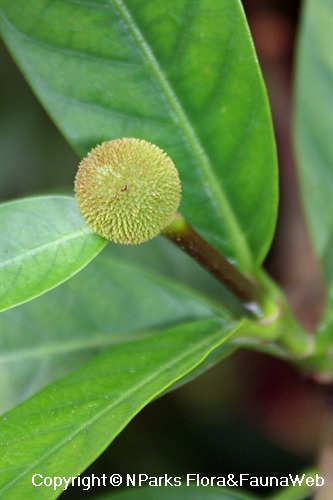 NParks | Neonauclea pallida subsp pallida