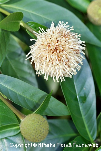 NParks | Neonauclea pallida subsp pallida