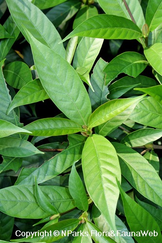 NParks | Neonauclea pallida subsp pallida