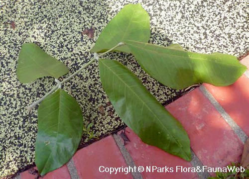 NParks | Swartzia pinnata
