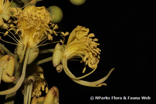 NParks | Swartzia pinnata