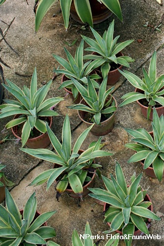 NParks | Agave desmetiana 'Variegata'