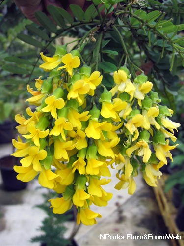 NParks | Dillenia suffruticosa