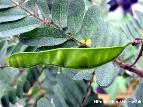 NParks | Calpurnia aurea